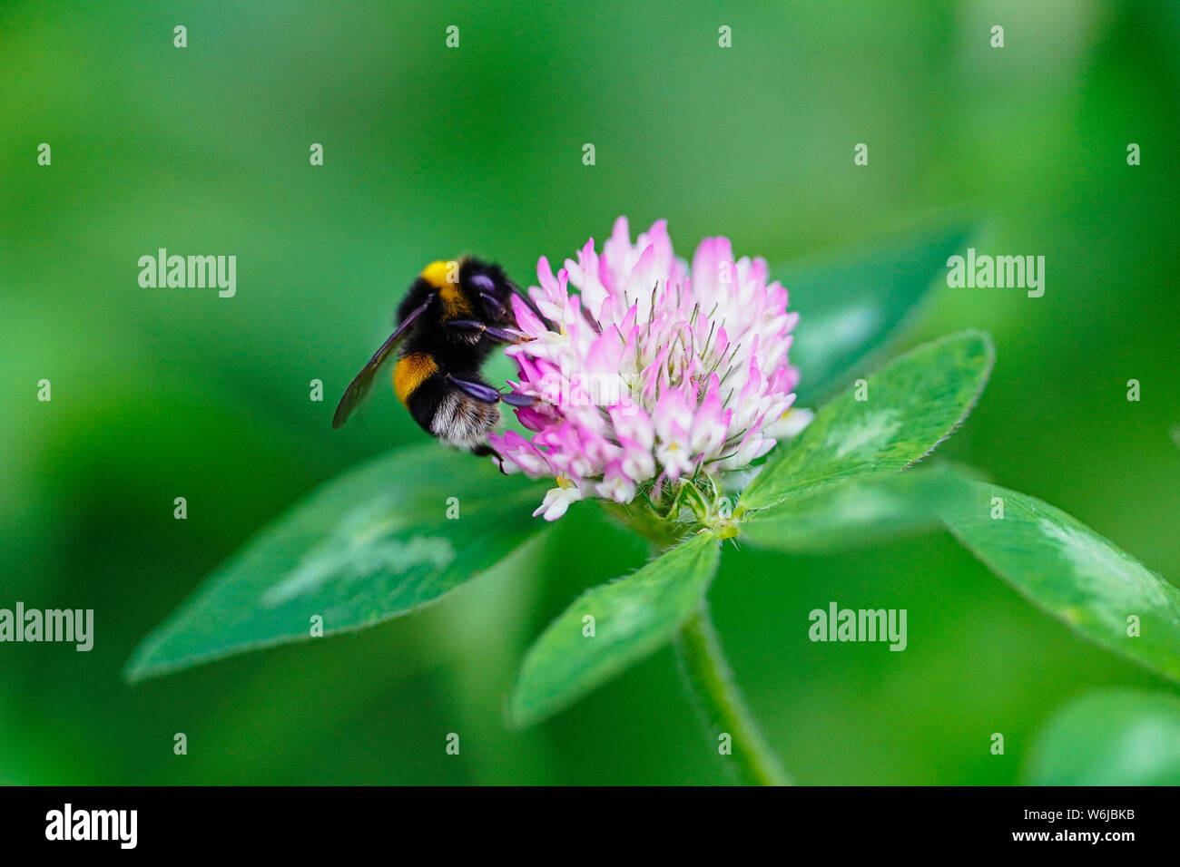 Honey bee and Red clover Stock Photo - Alamy