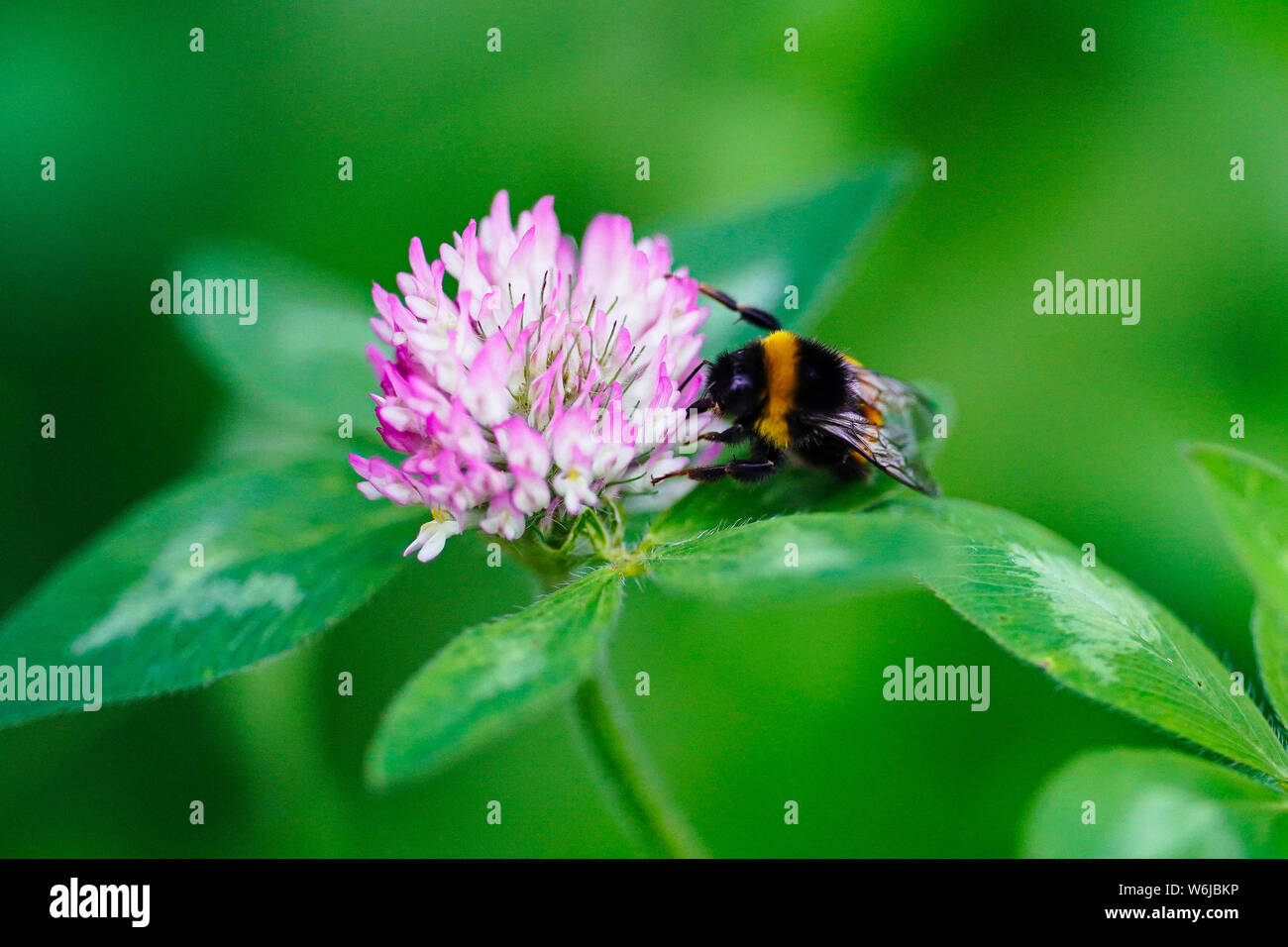 Honey bee and Red clover Stock Photo - Alamy