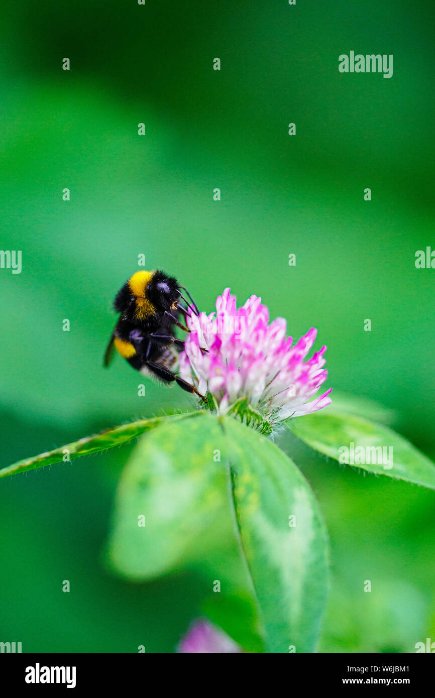 Honey bee and Red clover Stock Photo - Alamy