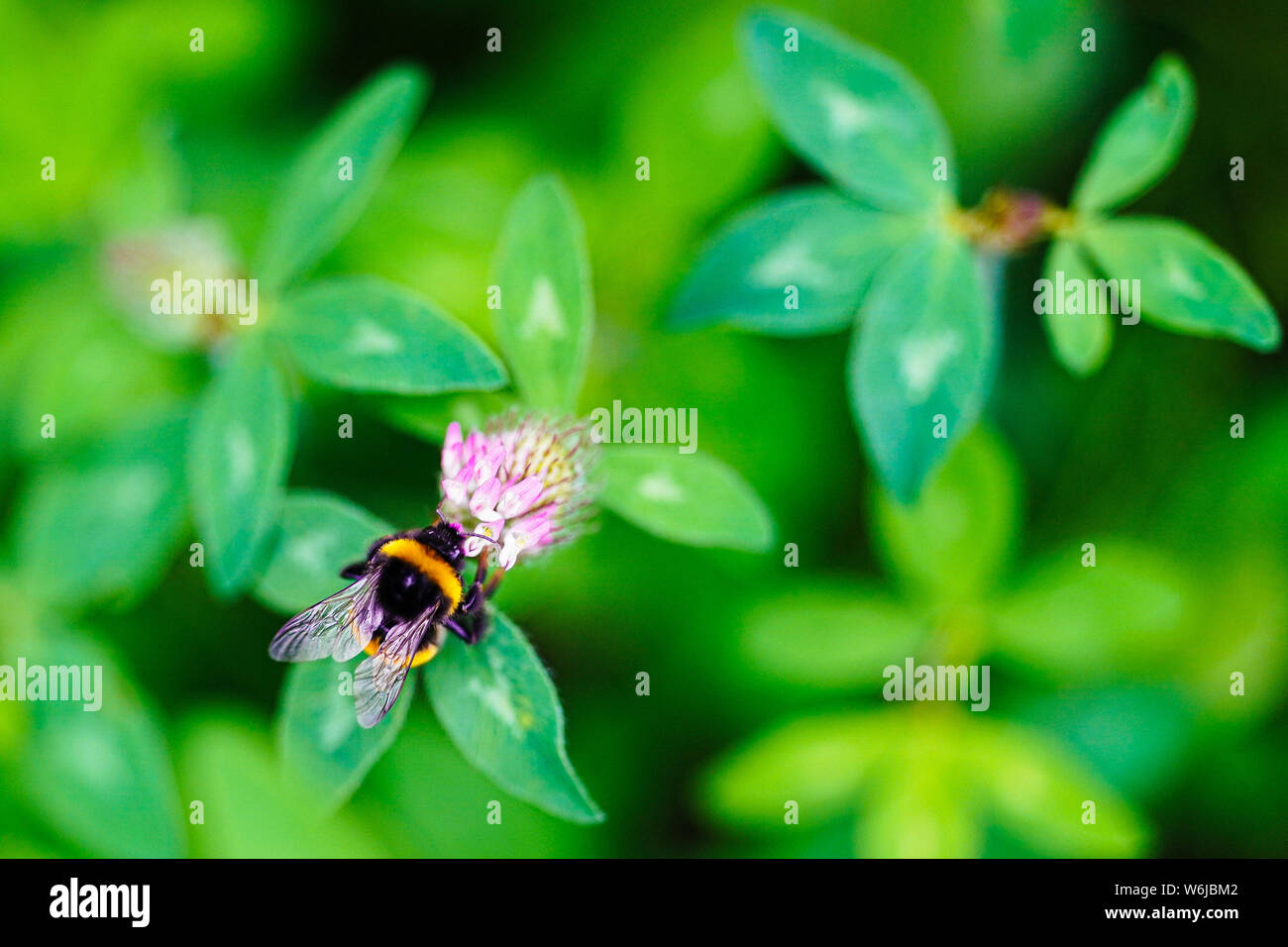 Honey bee and Red clover Stock Photo - Alamy