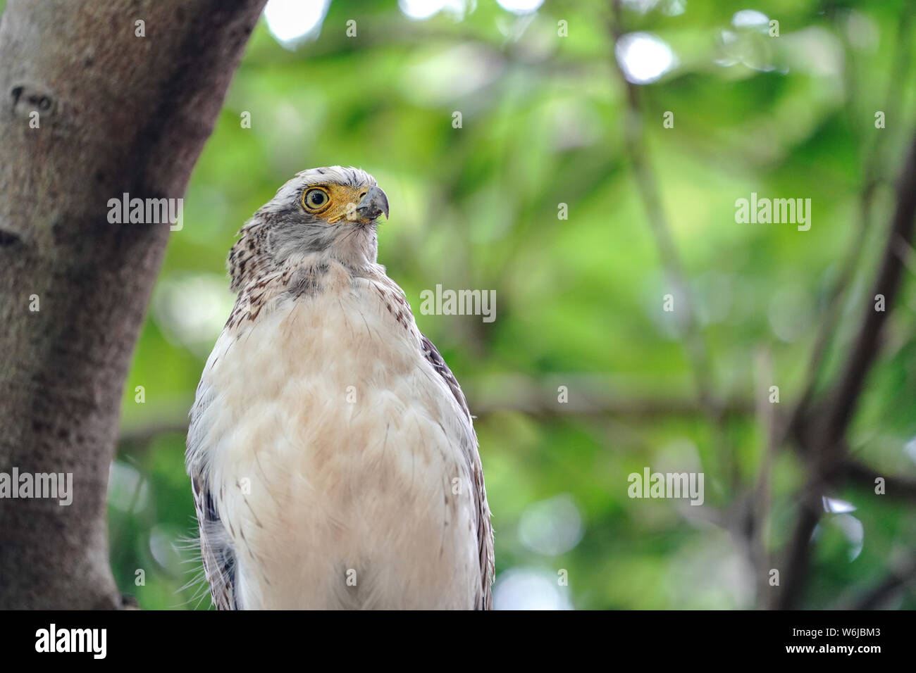 Crested serpent eagle Stock Photo - Alamy