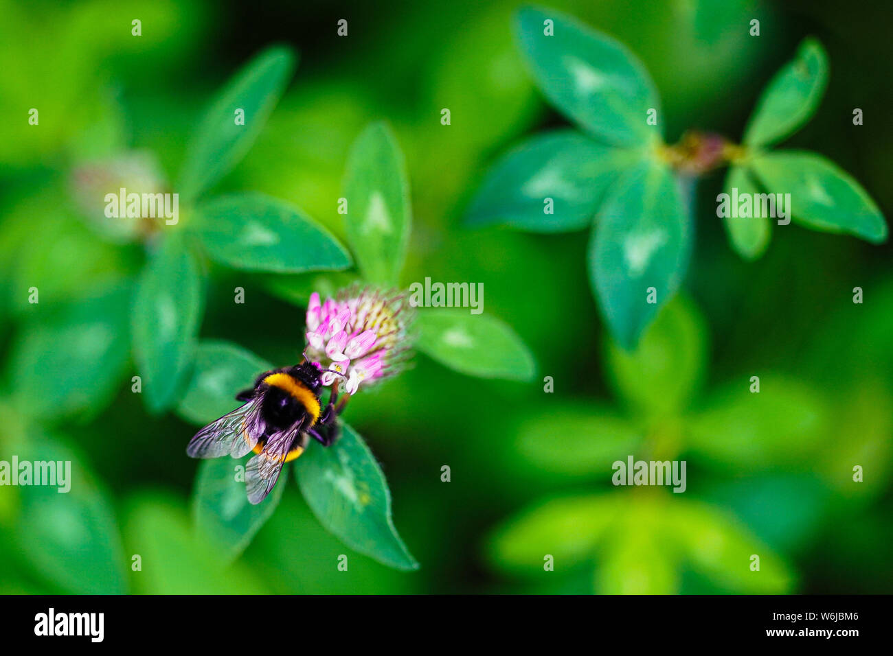 Honey bee and Red clover Stock Photo - Alamy