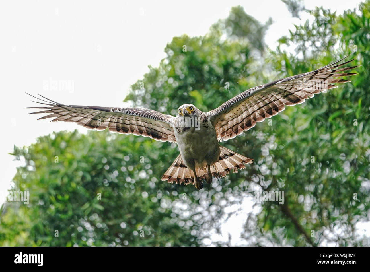 Crested serpent eagle Stock Photo - Alamy