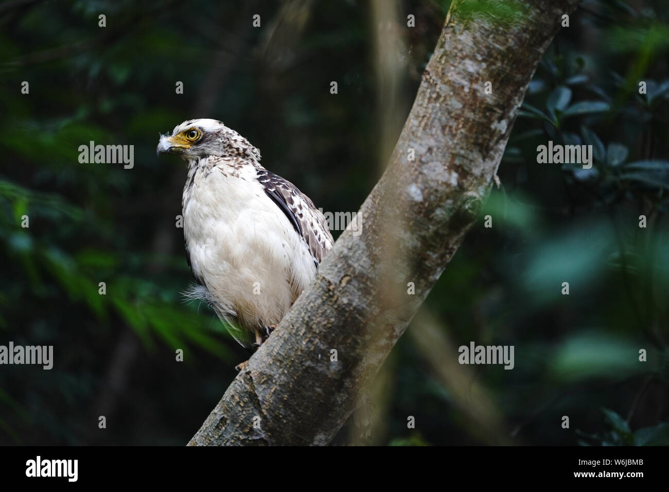 Crested serpent eagle Stock Photo - Alamy