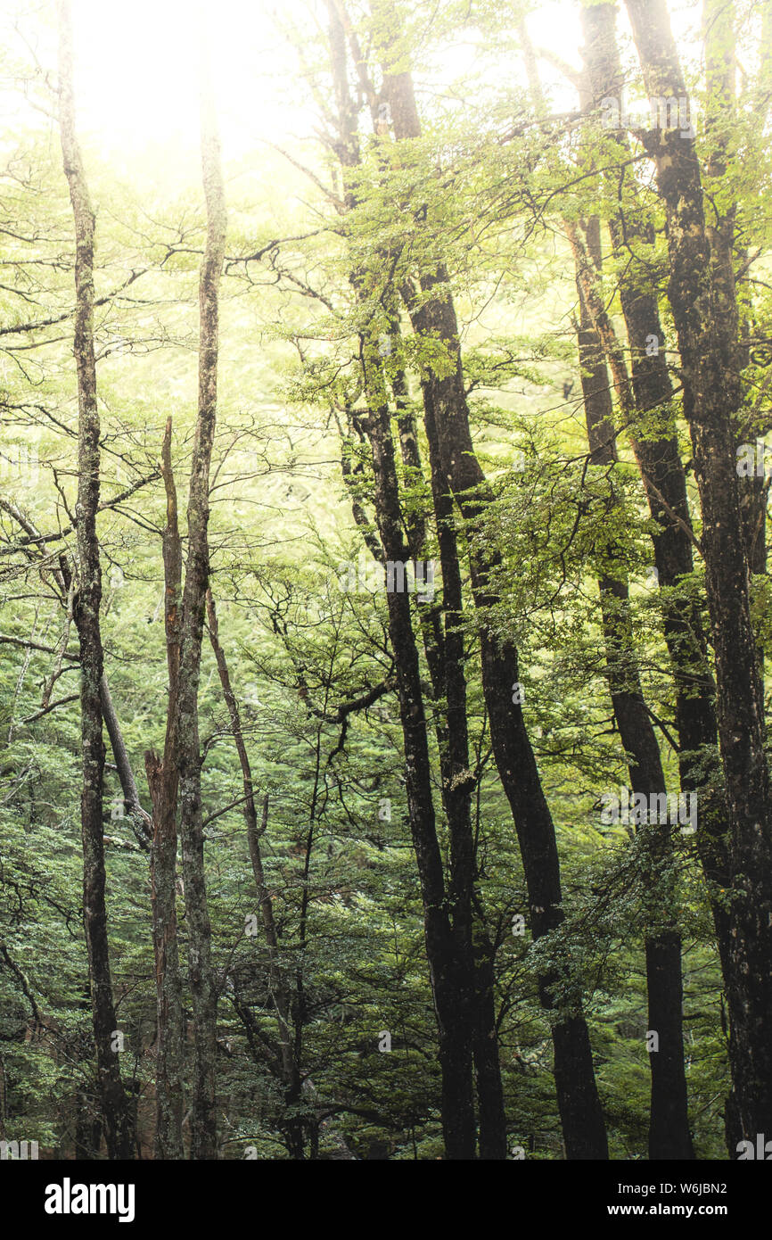 Trees In Forest, Nature Landscape Background,Sunlight Through Tree ...