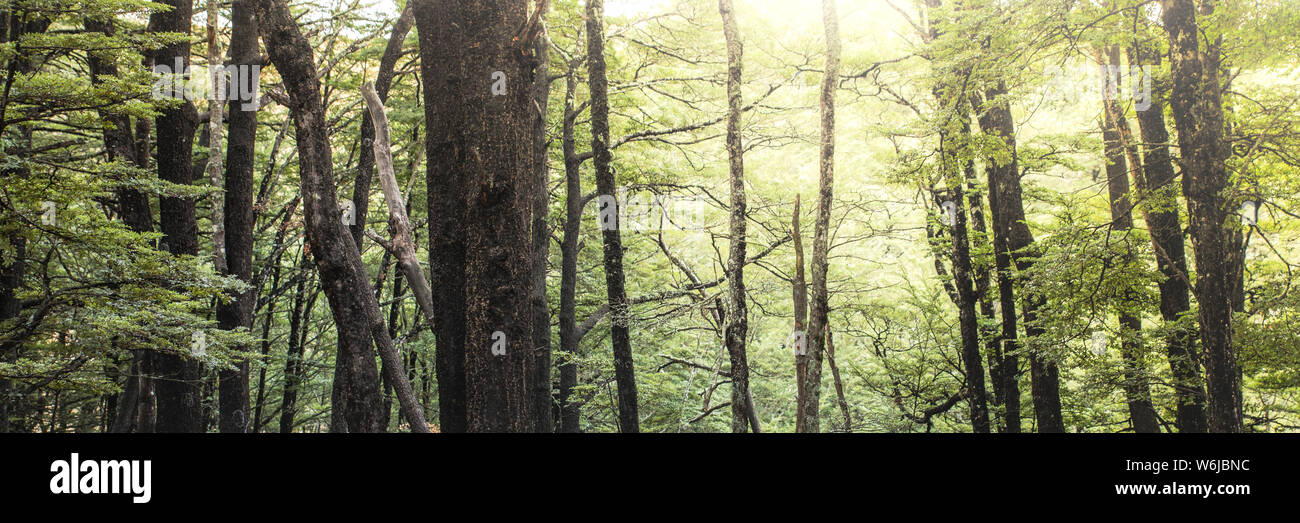 Trees In Forest, Nature Landscape Background,Sunlight Through Tree ...