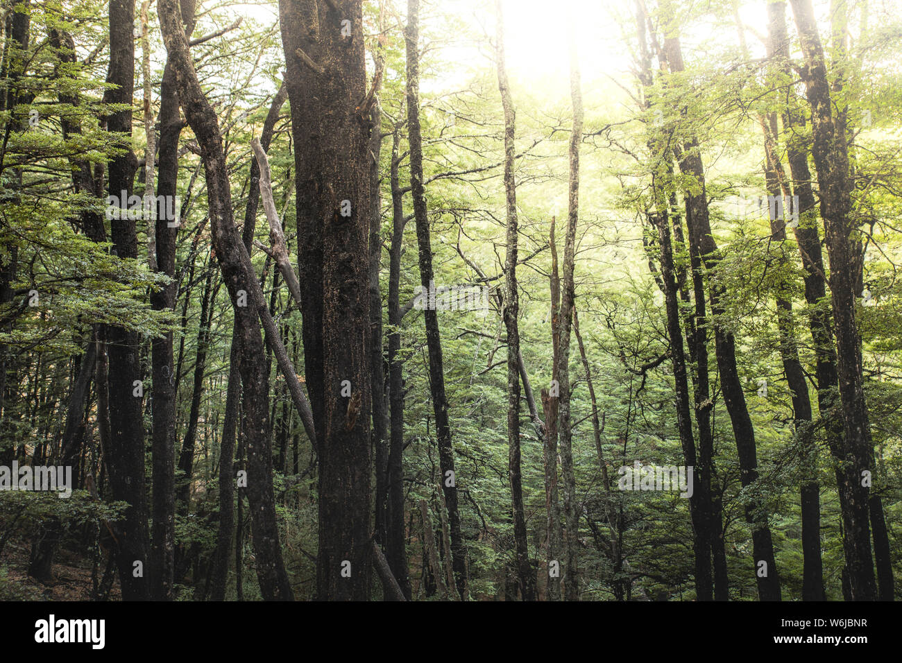 Trees In Forest, Nature Landscape Background,Sunlight Through Tree ...