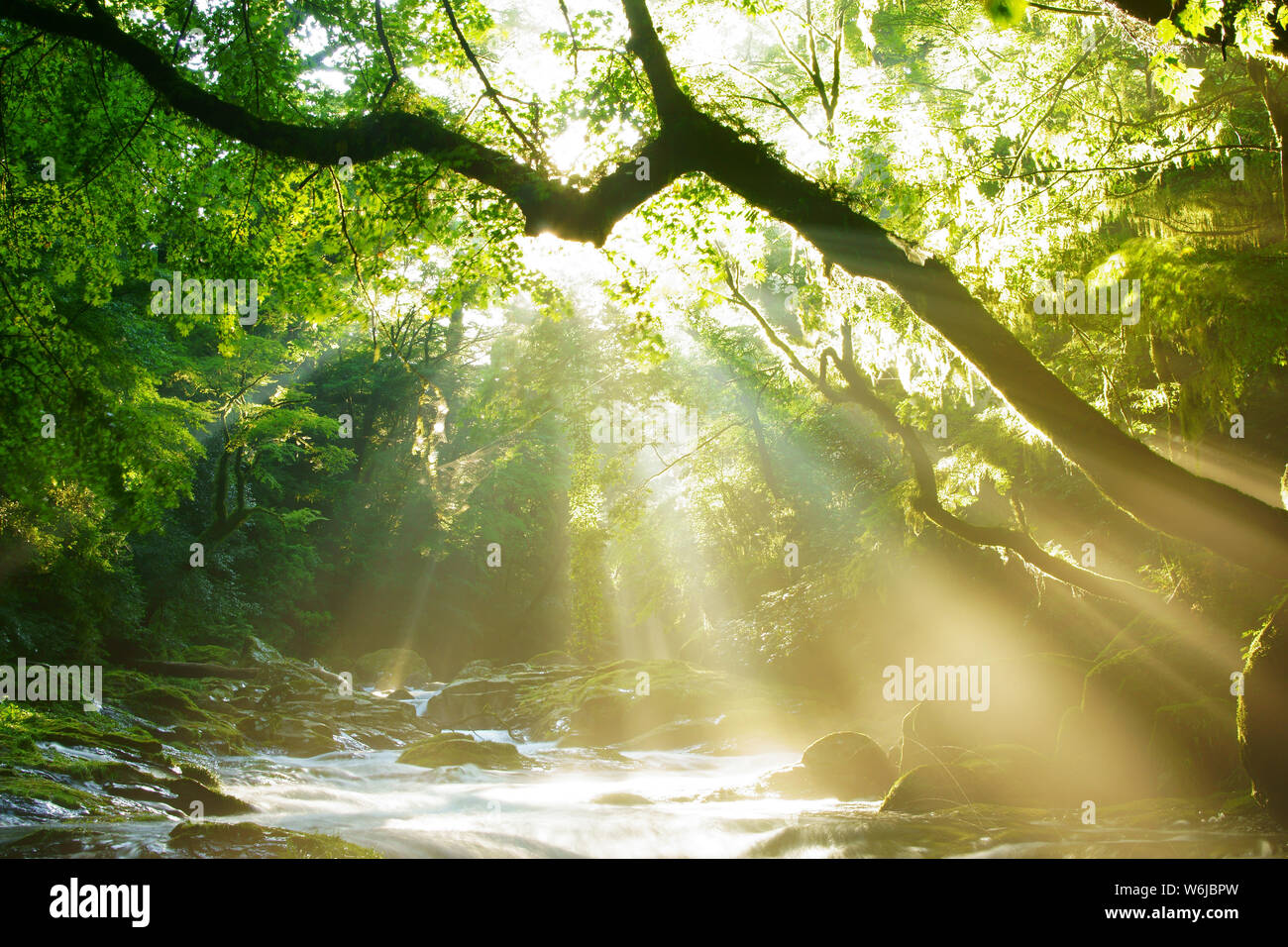 Kikuchi Gorge, Kumamoto Prefecture, Japan Stock Photo - Alamy