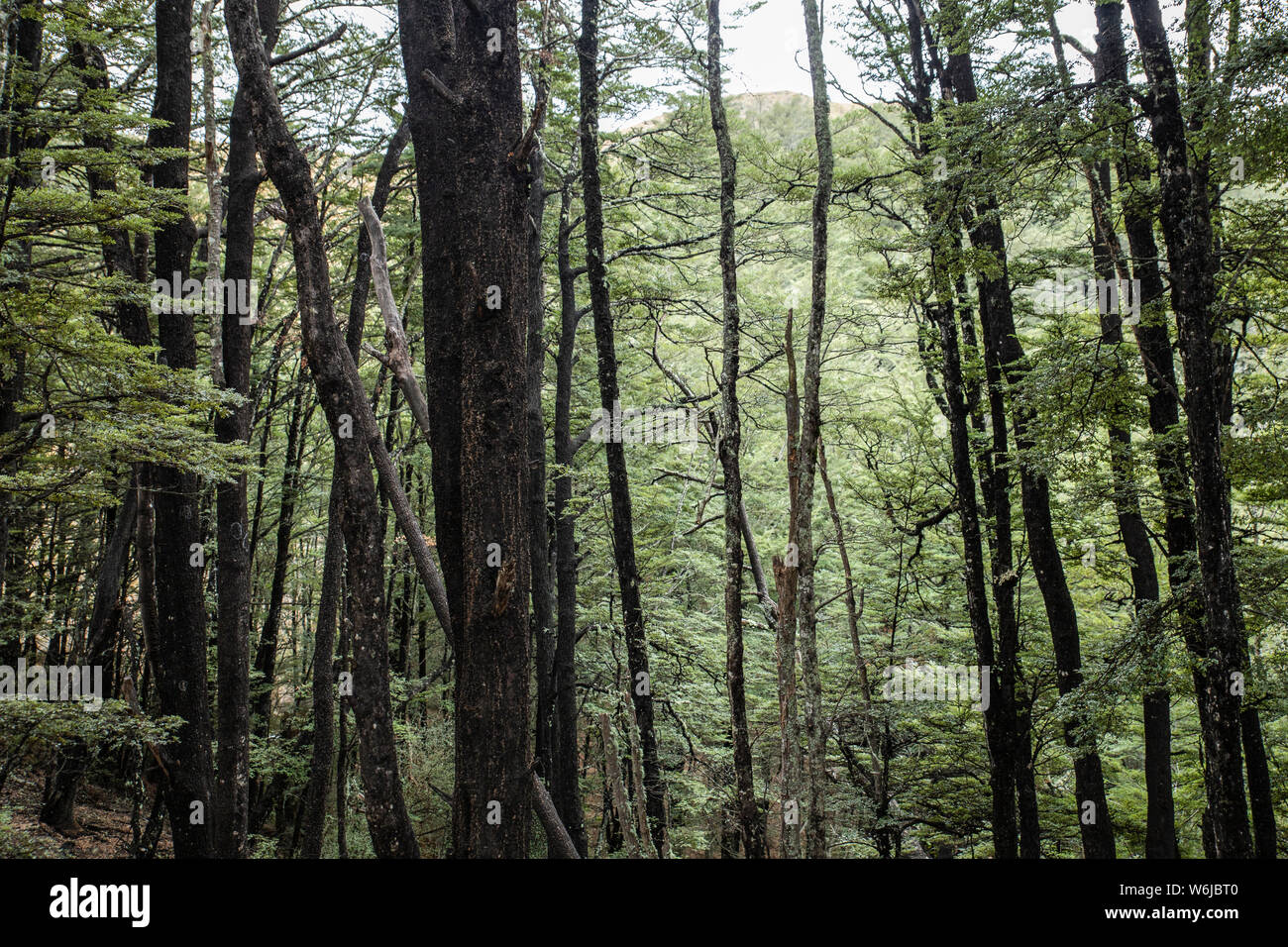 Trees In Forest, Nature Landscape Background,Sunlight Through Tree ...