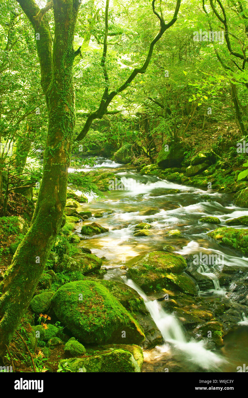 River streaming spring water Stock Photo - Alamy