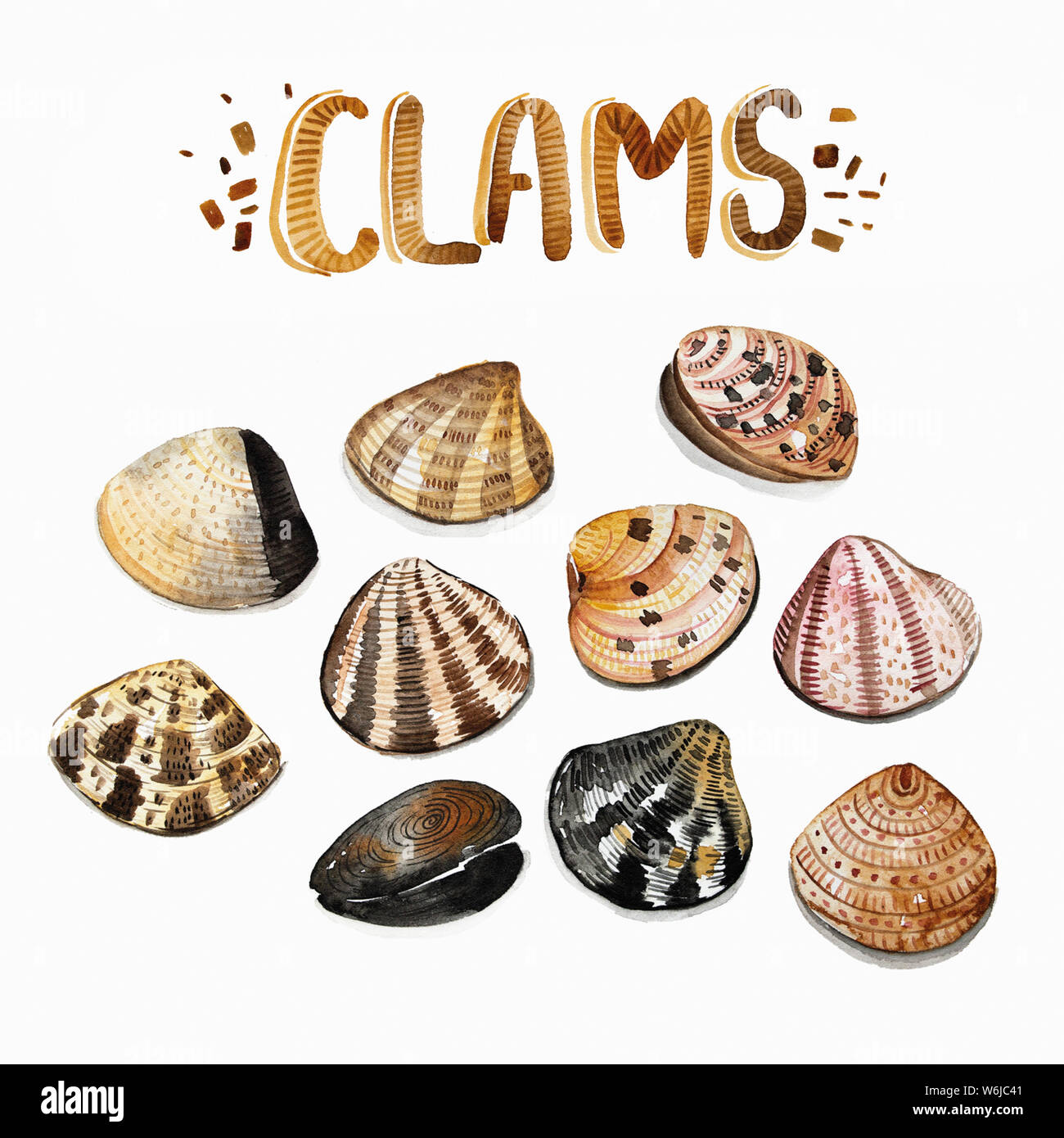 Clam with several color Cut Out Stock Images & Pictures - Alamy