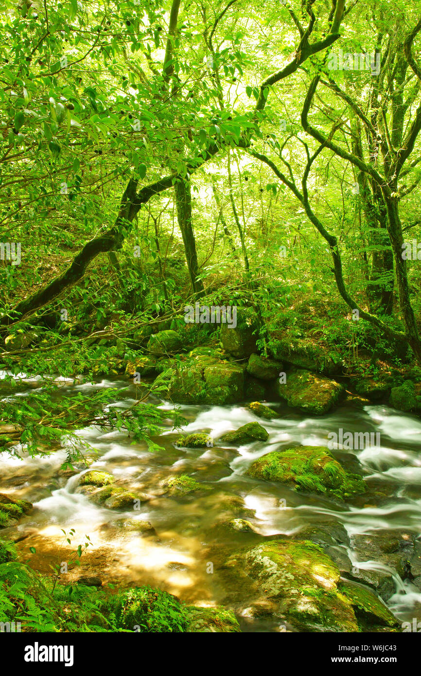 River streaming spring water Stock Photo - Alamy