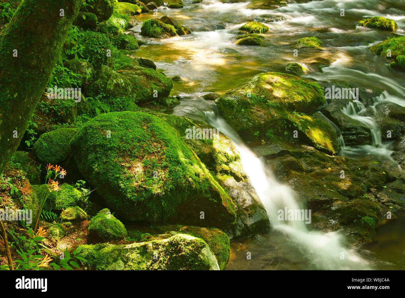 River streaming spring water Stock Photo - Alamy
