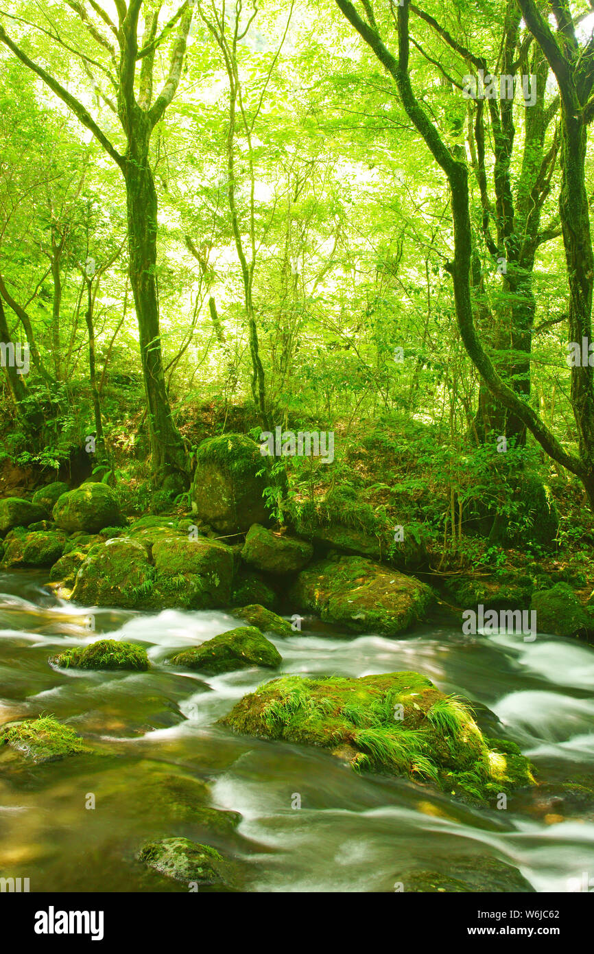 River streaming spring water Stock Photo - Alamy