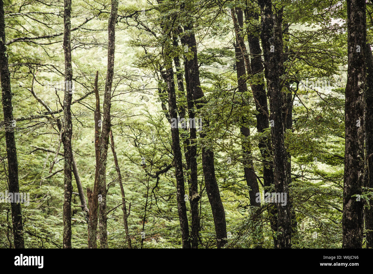 Trees In Forest, Nature Landscape Background,Sunlight Through Tree ...