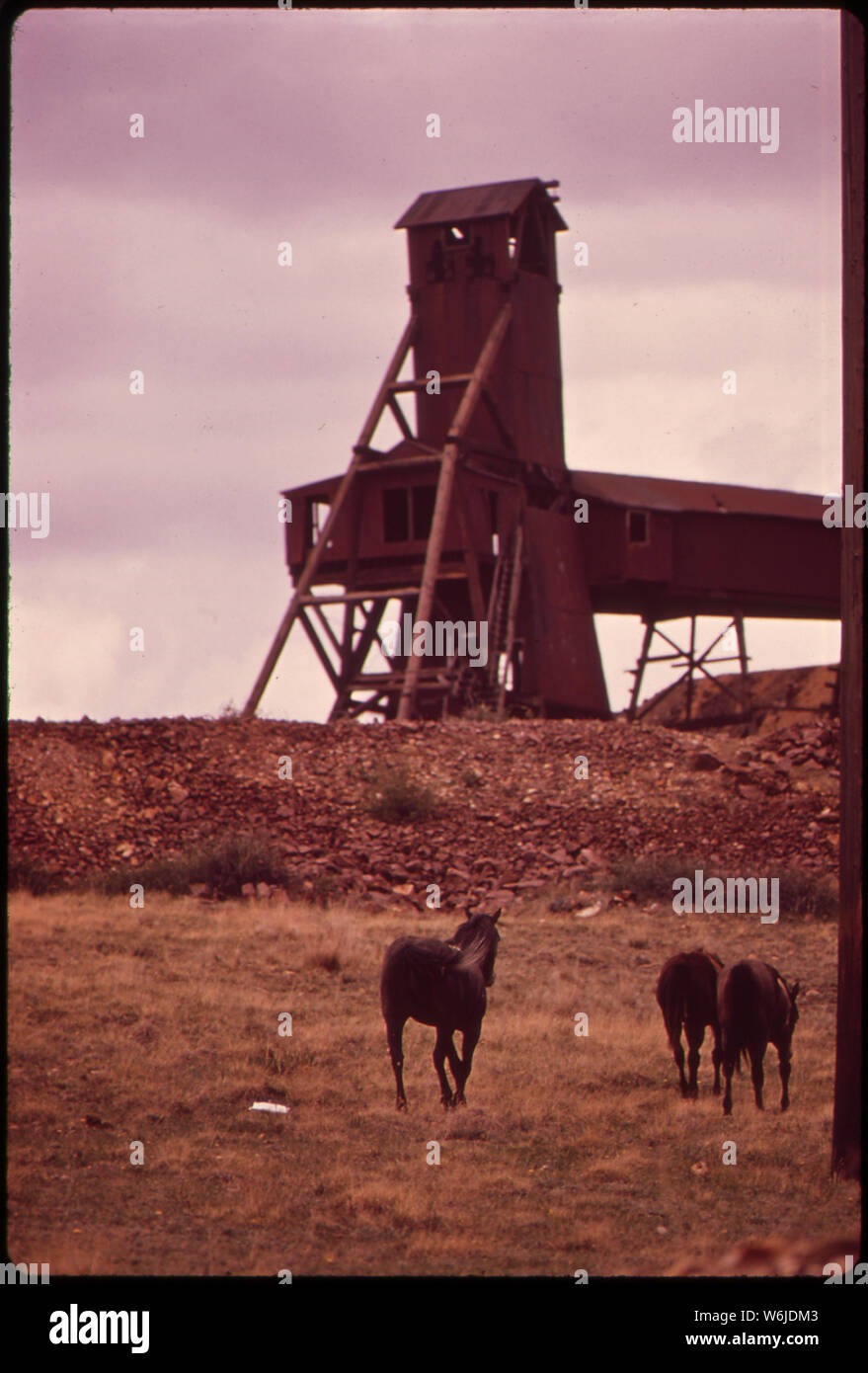MULES RUN WILD IN MINING DISTRICT Stock Photo - Alamy