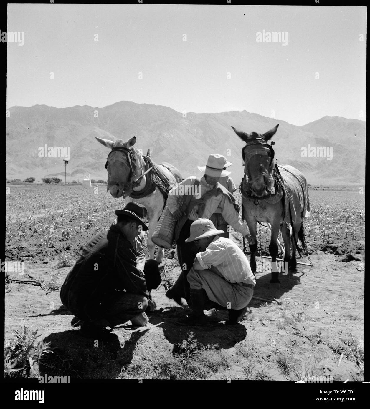 Manzanar Relocation Center, Manzanar, California. Cultivating cornfield ...