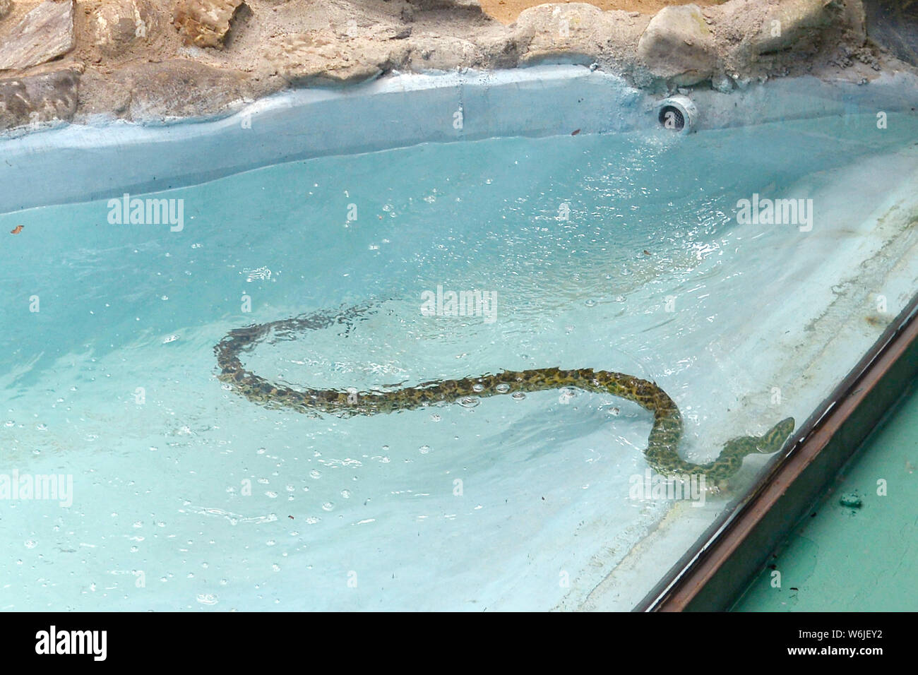 Kolkata, India. 29th July, 2019. Alipur zoo release new anaconda on the ...