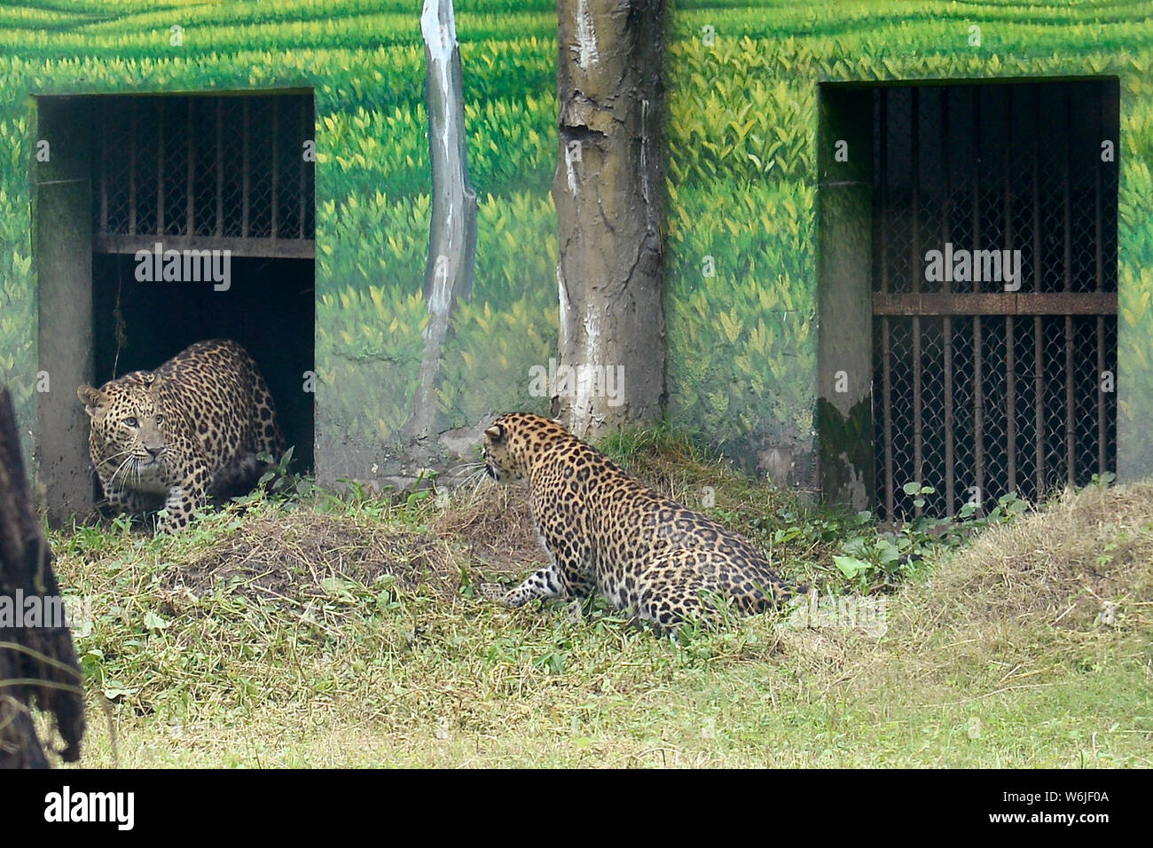 Kolkata, India. 29th July, 2019. Alipur zoo release new Cheetah during ...