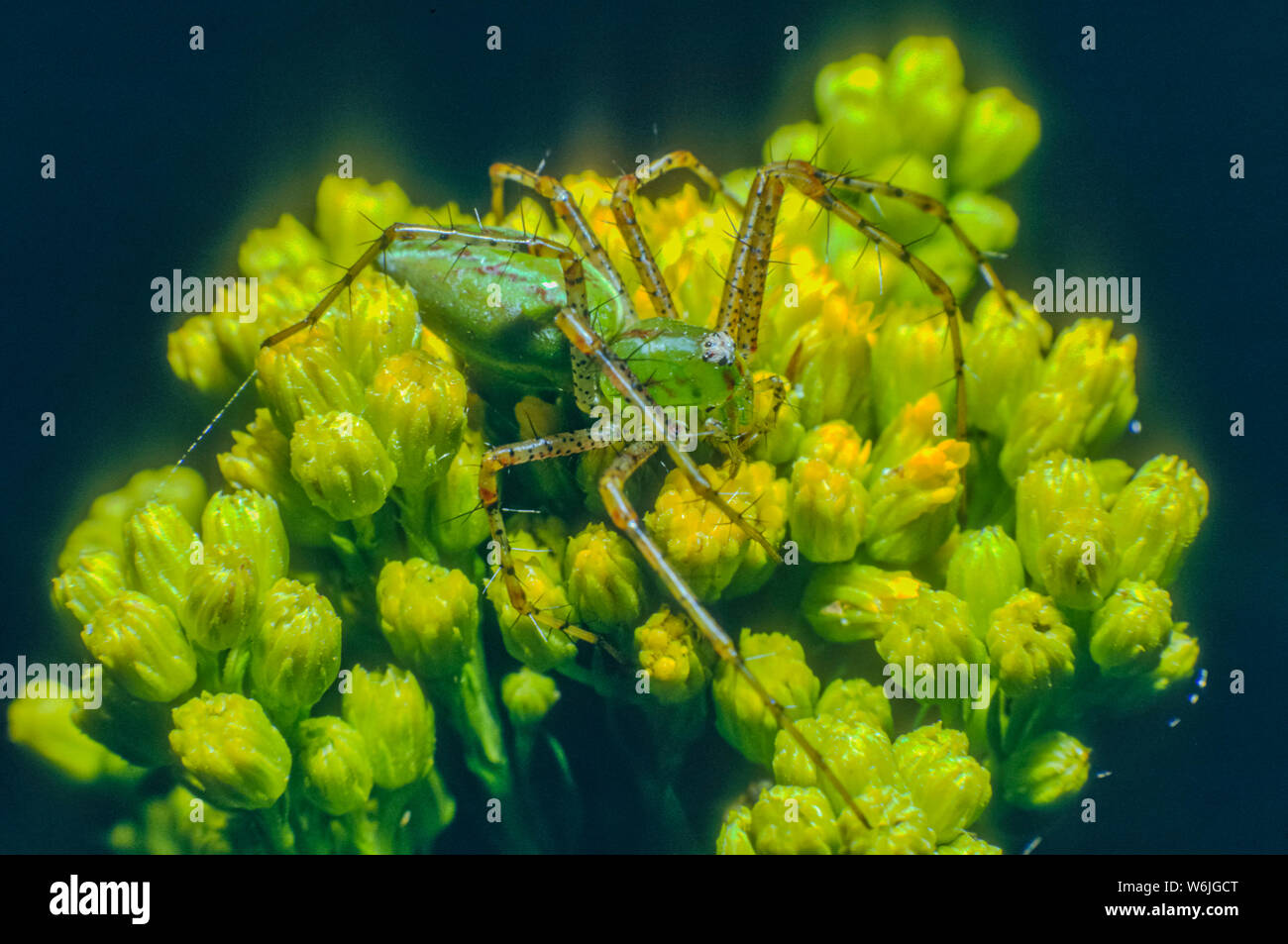 Green Lynx spider (Peucetia viridans) waiting to grab insect prey on ...