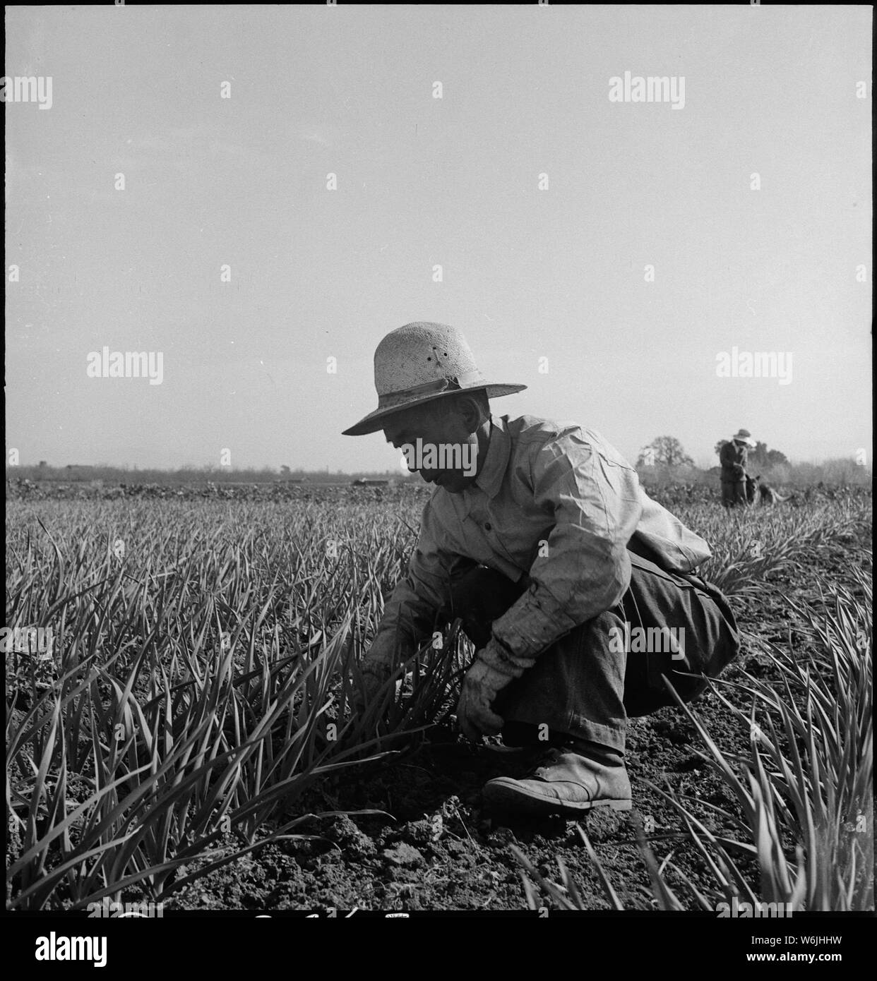 Mountain View, California. Weeding garlic field several weeks before ...