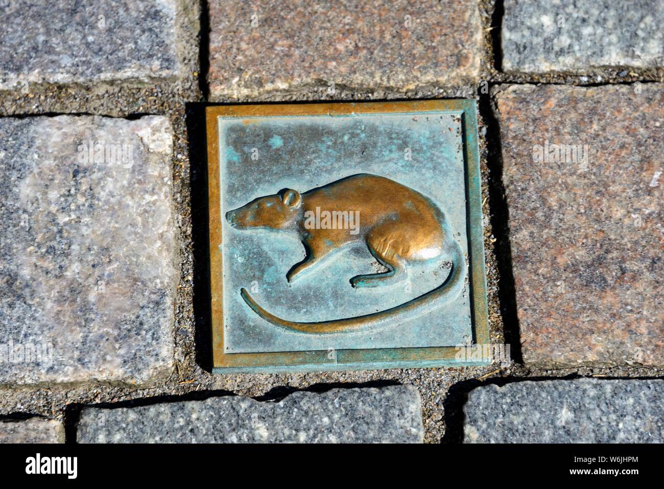 Paving stone rat hi-res stock photography and images - Alamy