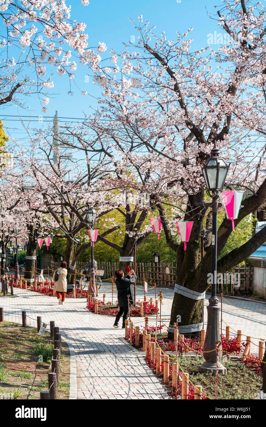 Hanging lanterns for the Hanami Festival, Sumida Park with flowering ...
