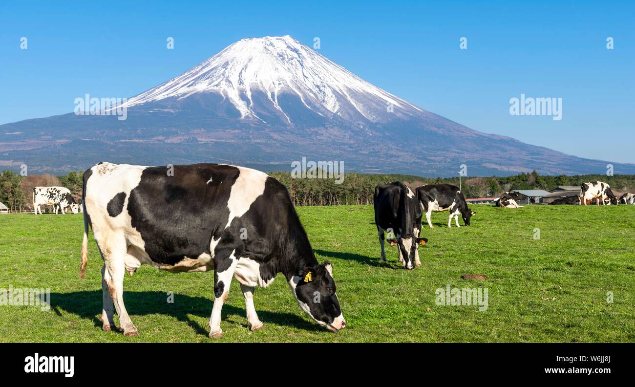 Black and white cows on a green pasture in front of volcano Mt. Fuji ...