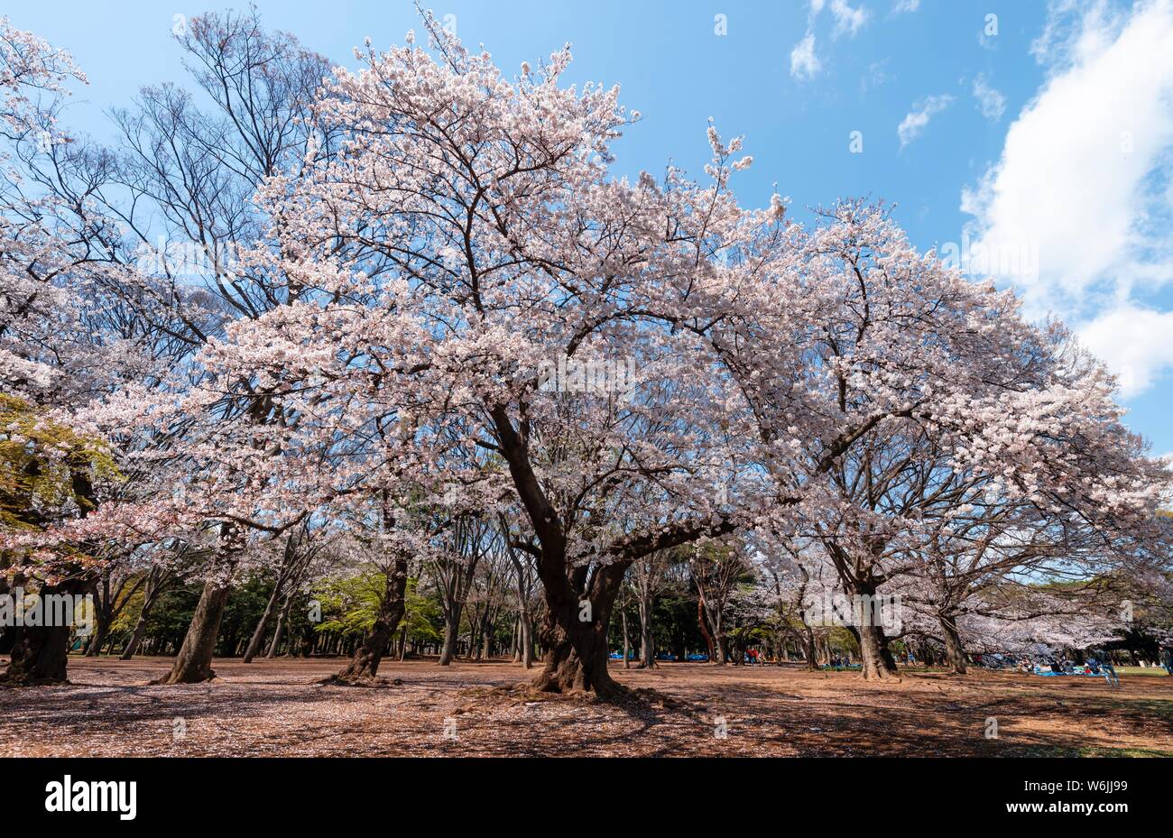 Park cherry blossom spring hi-res stock photography and images - Alamy