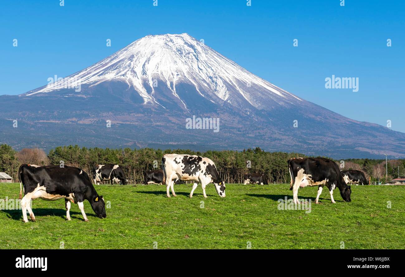 Black and white cows on a green pasture in front of volcano Mt. Fuji ...