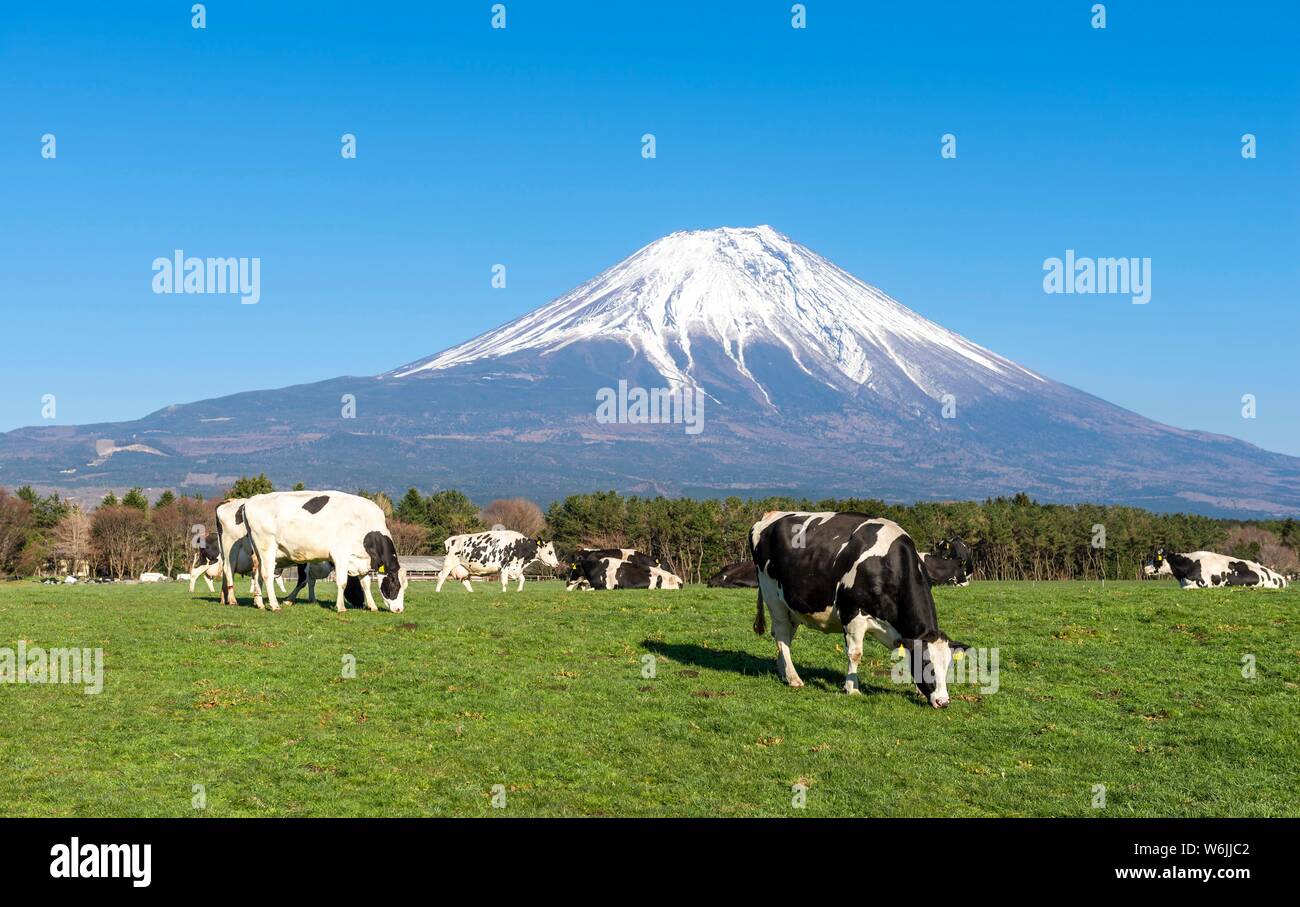 Black and white cows hi-res stock photography and images - Alamy