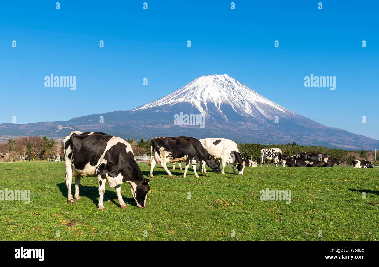 Black and white cows on a green pasture in front of volcano Mt. Fuji ...