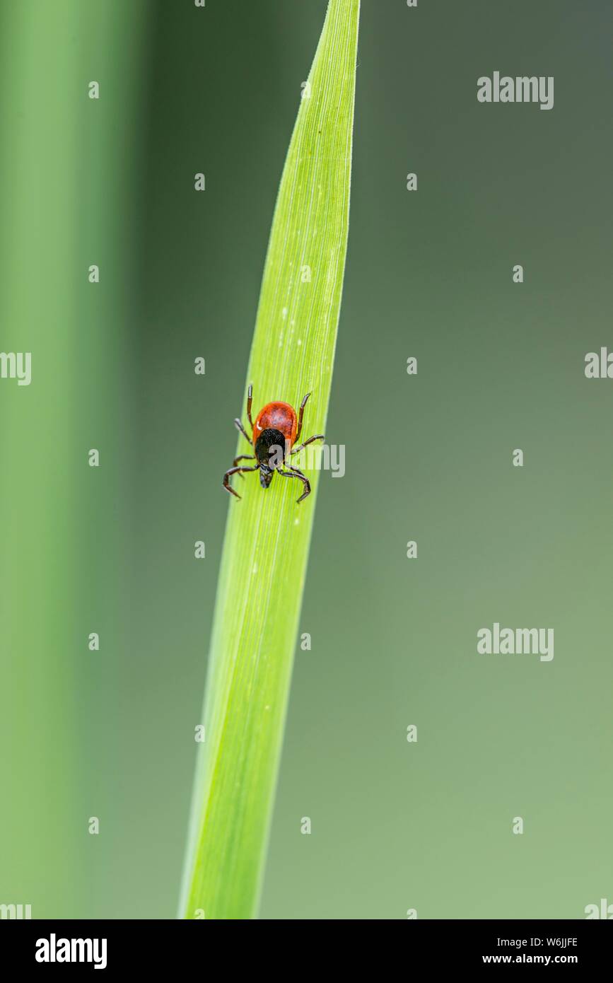 Female tick, Castor Bean Tick (Ixodes ricinus) lurks on a blade of ...