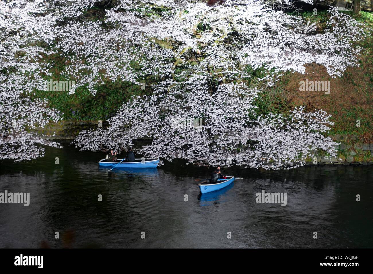 Canal with rowing boats in front of blooming cherry trees on a canal at ...