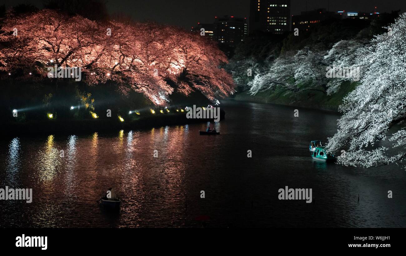 Canal with colored illuminated cherry trees on the shore at night ...