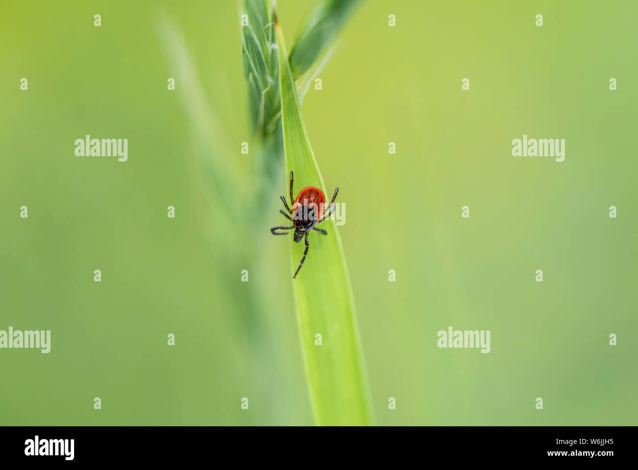 Female tick, Castor Bean Tick (Ixodes ricinus) lurks on a blade of ...
