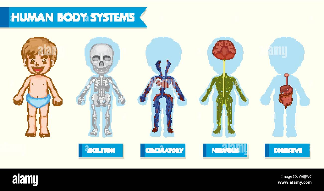 Scientific medical illustration of human body systems in children ...