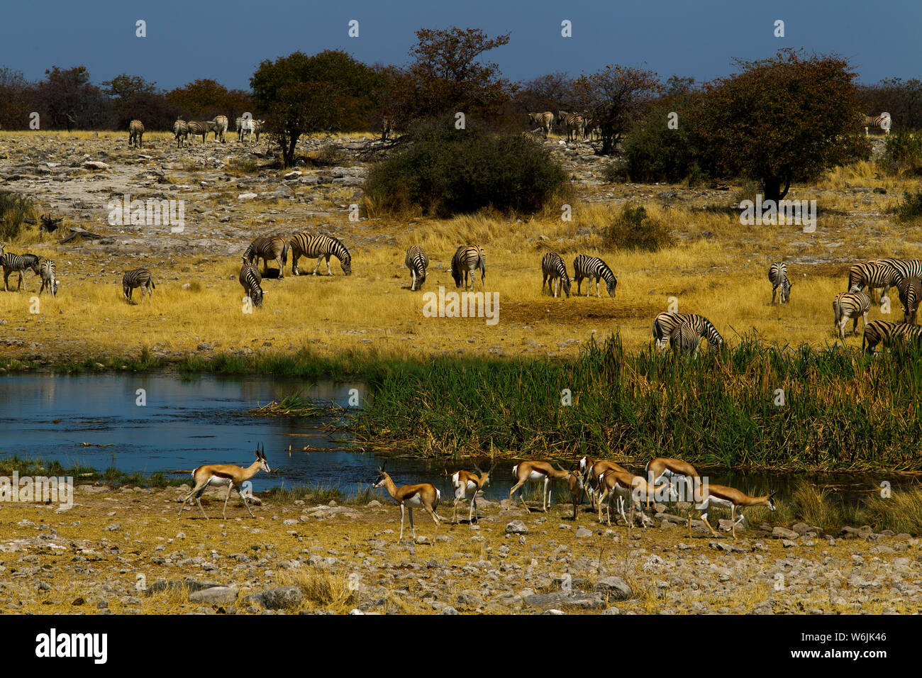 Herd of springbok and zebra at an waterhole, Etosha National Park ...
