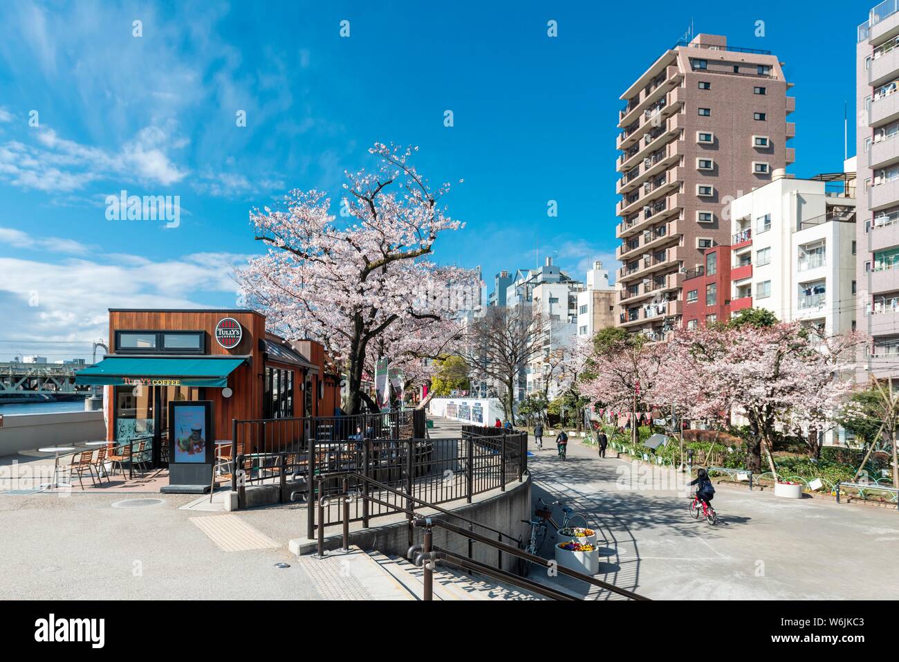 Sumida Park with flowering cherry trees, waterfront on Sumida River ...