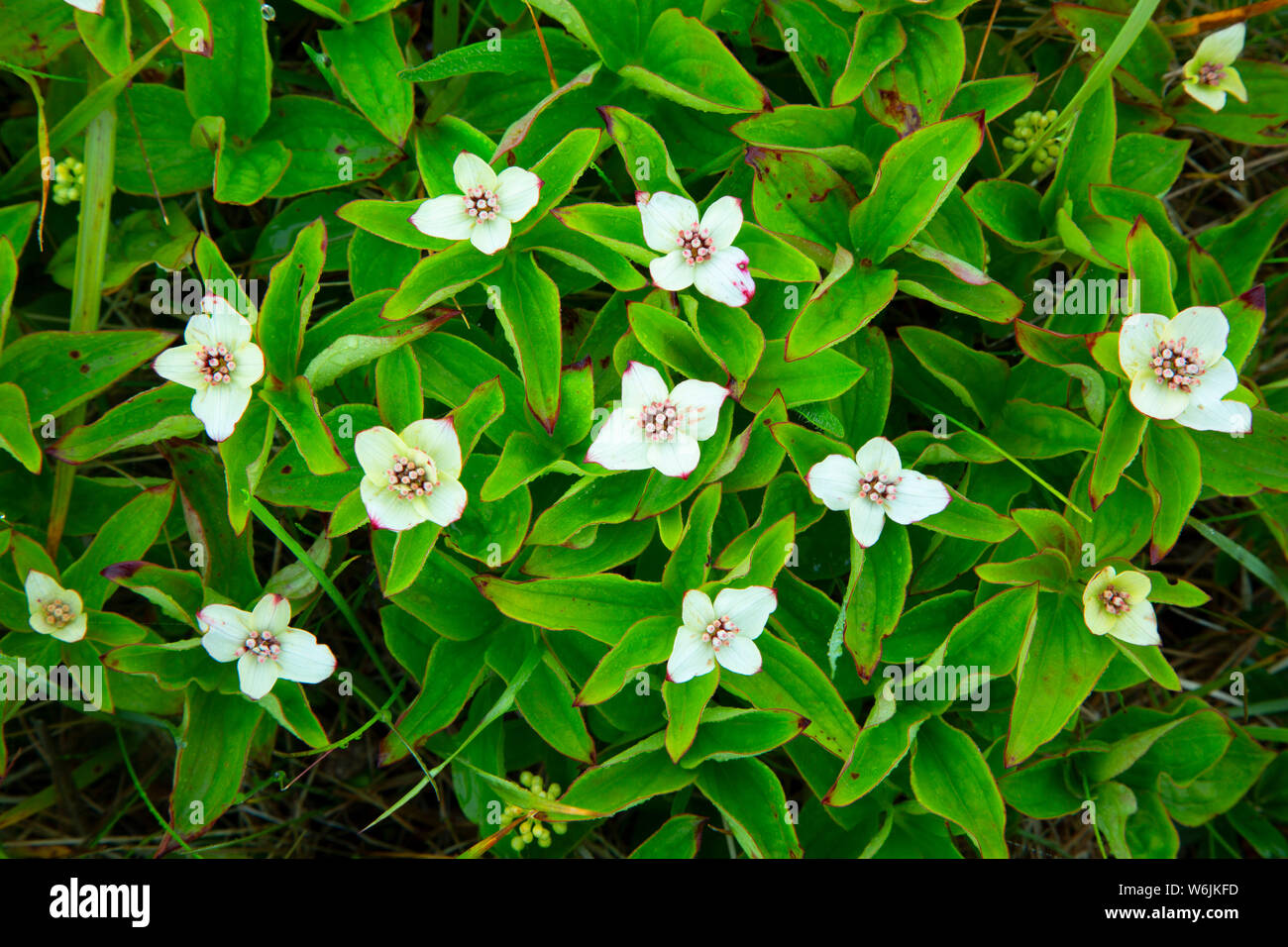 Elliston newfoundland hi-res stock photography and images - Alamy