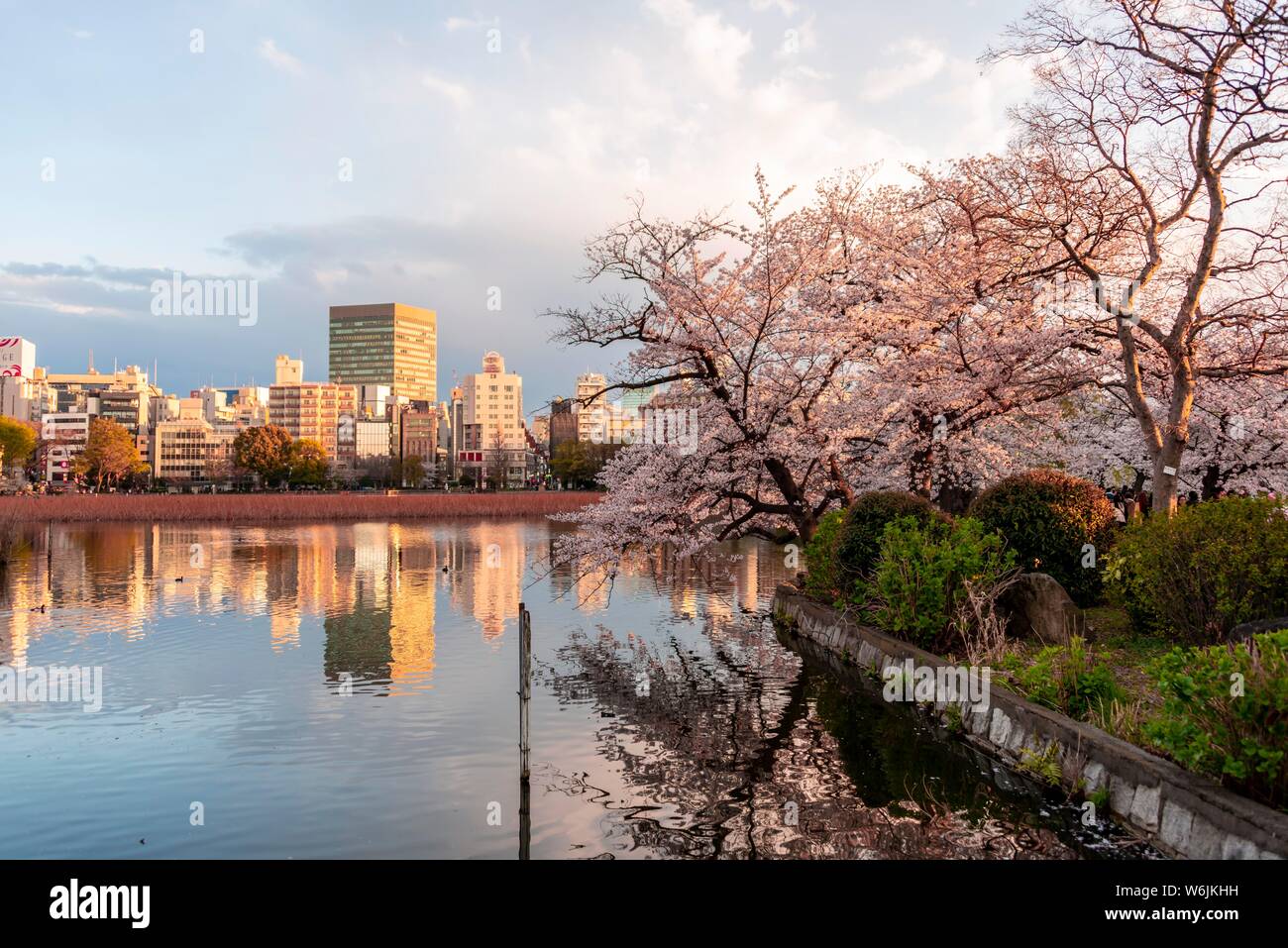 Japanese cherry blossom at Shinobazu Pond, Ueno Park, Tokyo, Japan ...