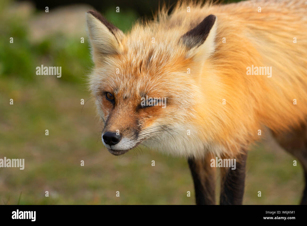 Puffin predator hi-res stock photography and images - Alamy