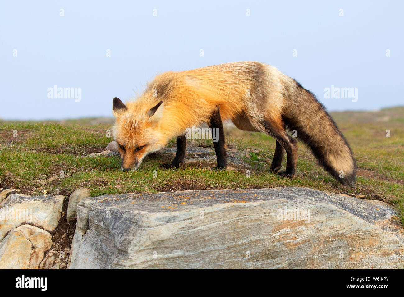 Puffin predator hi-res stock photography and images - Alamy