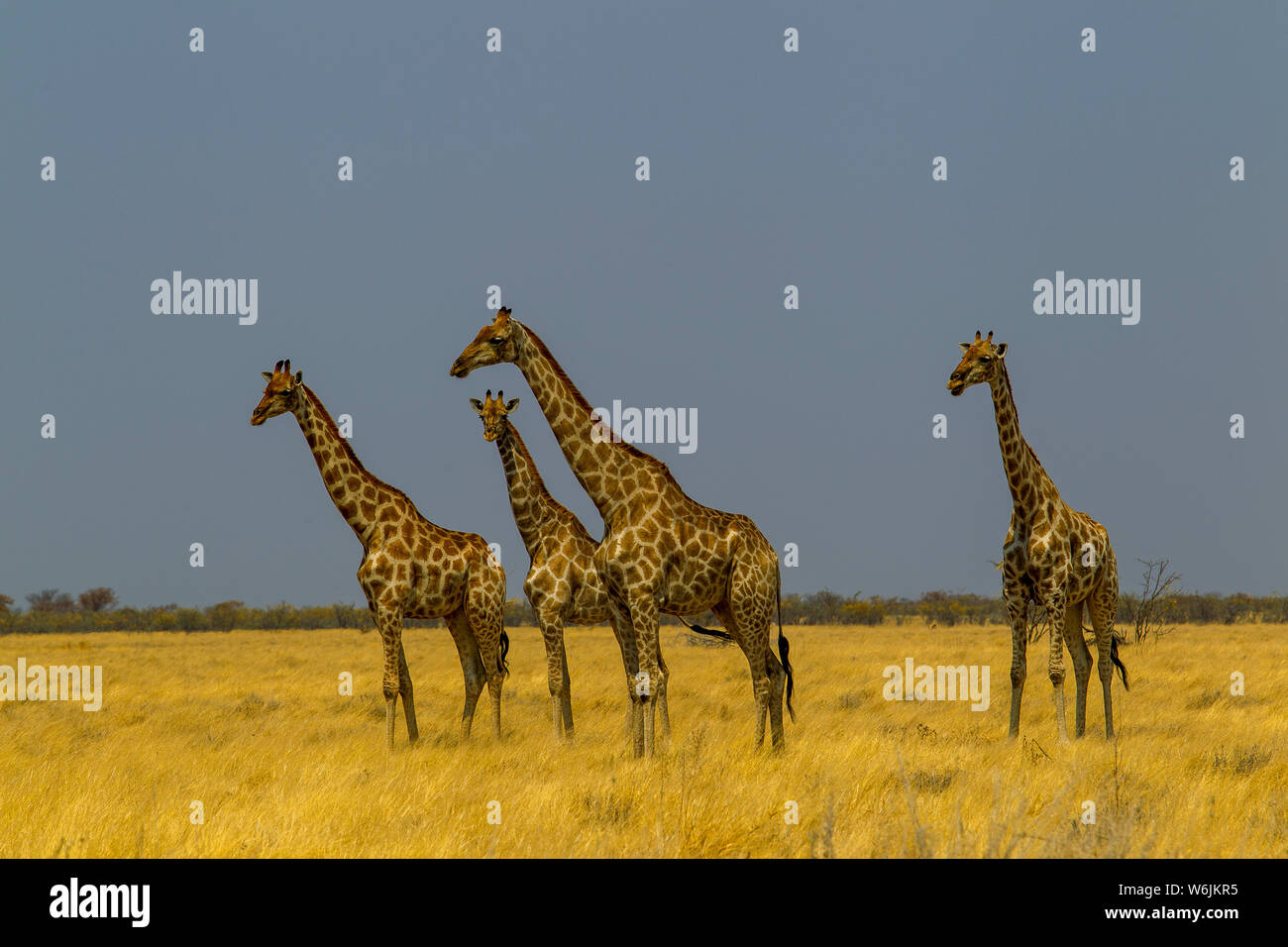 Giraffe standing on open hi-res stock photography and images - Alamy
