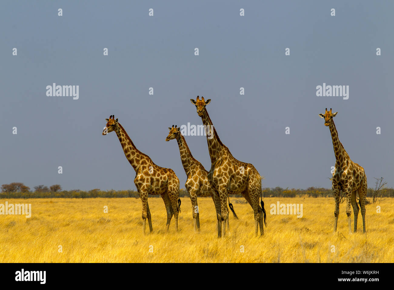 Giraffe standing on open hi-res stock photography and images - Alamy