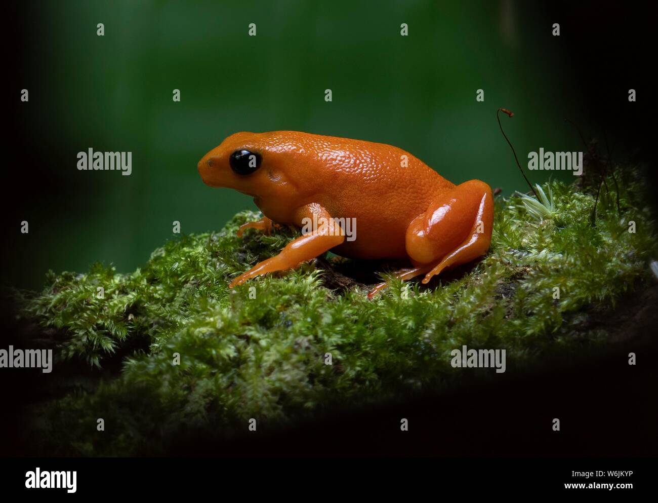 Golden mantella mantella aurantiaca in the rainforests of east ...