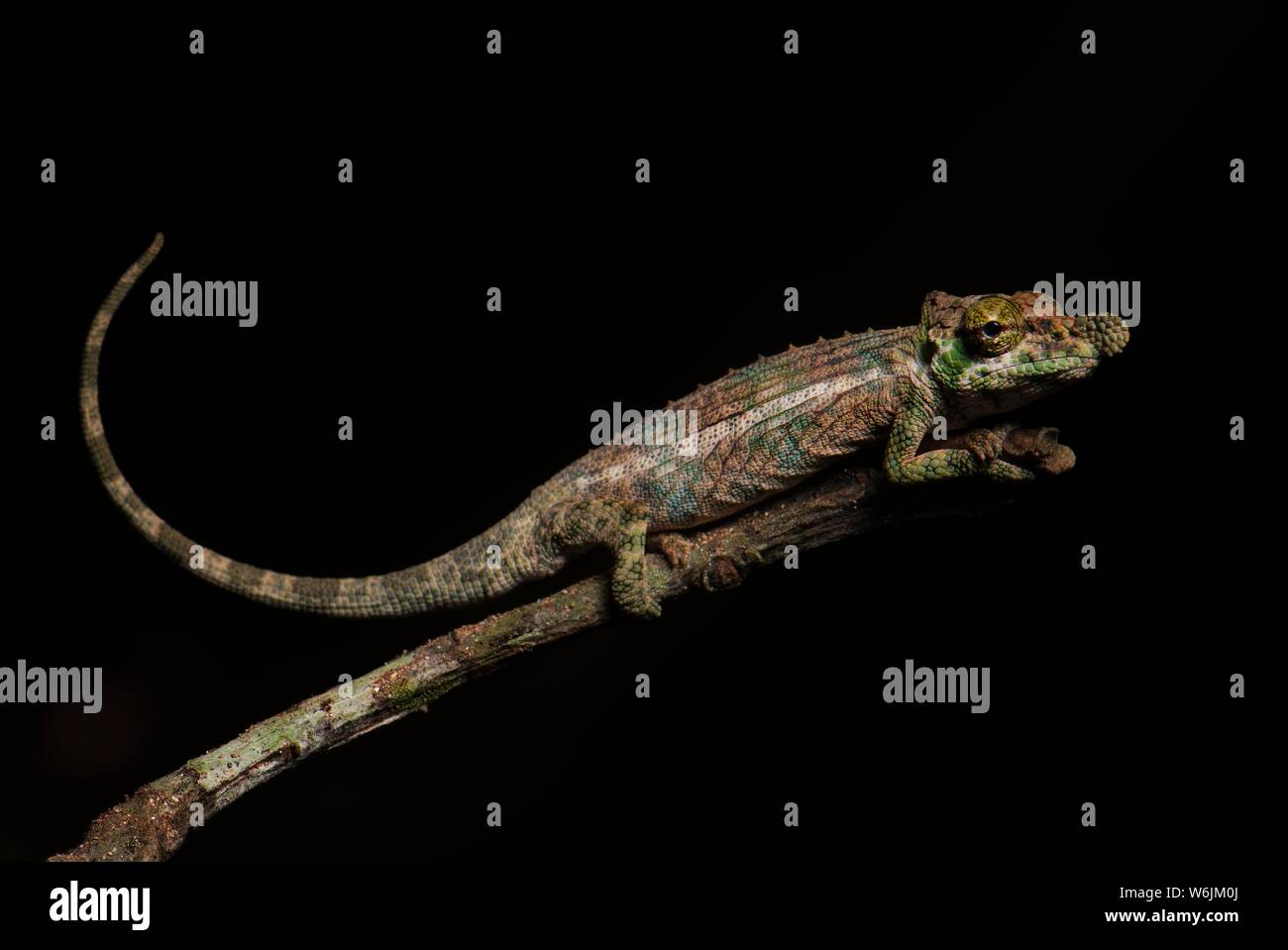 Chameleon (Calumma fallax), sits on branch, rainforest, Andasibe ...