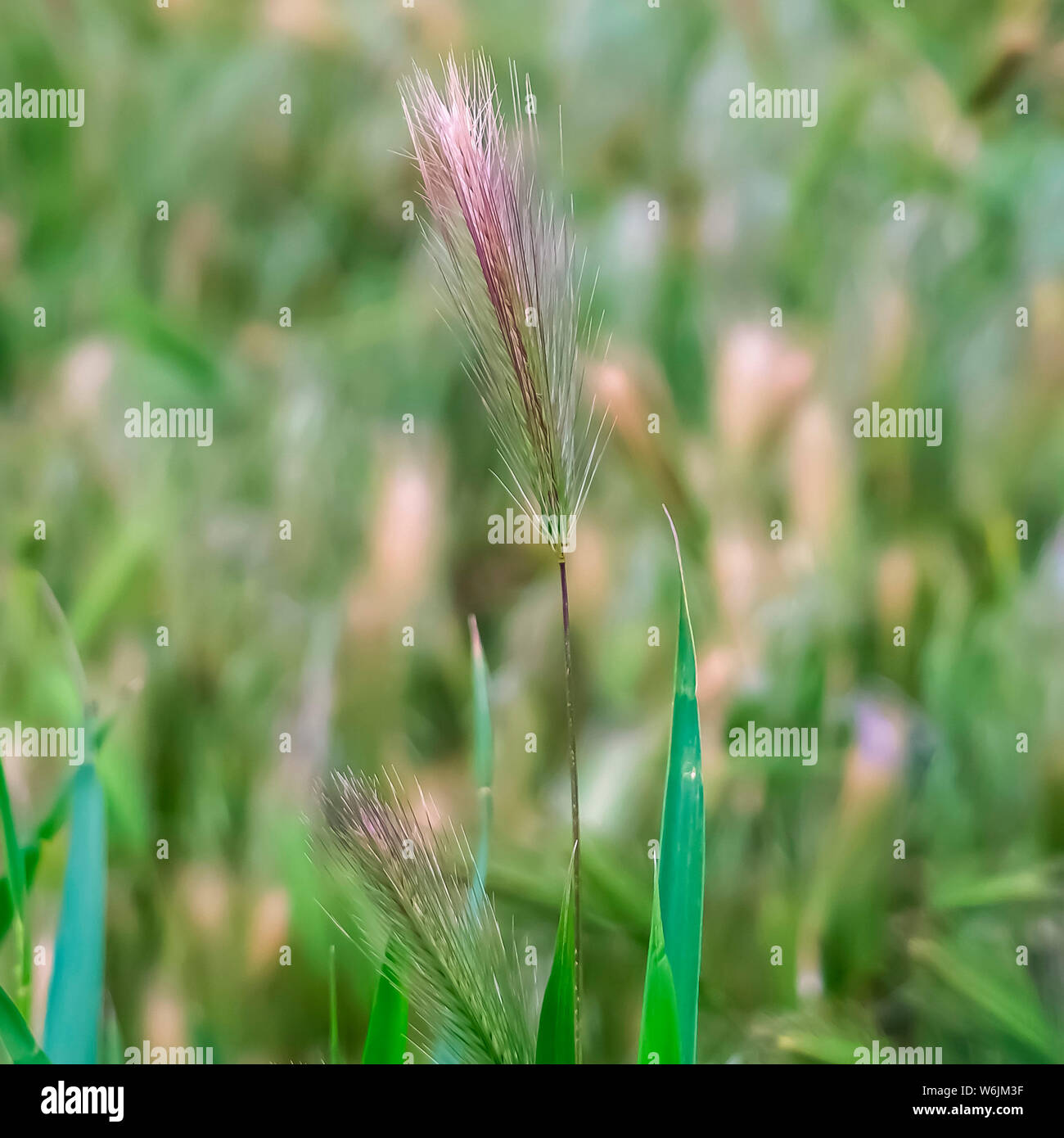 Square Close up view of vivid green grasses growing abundantly in the ...