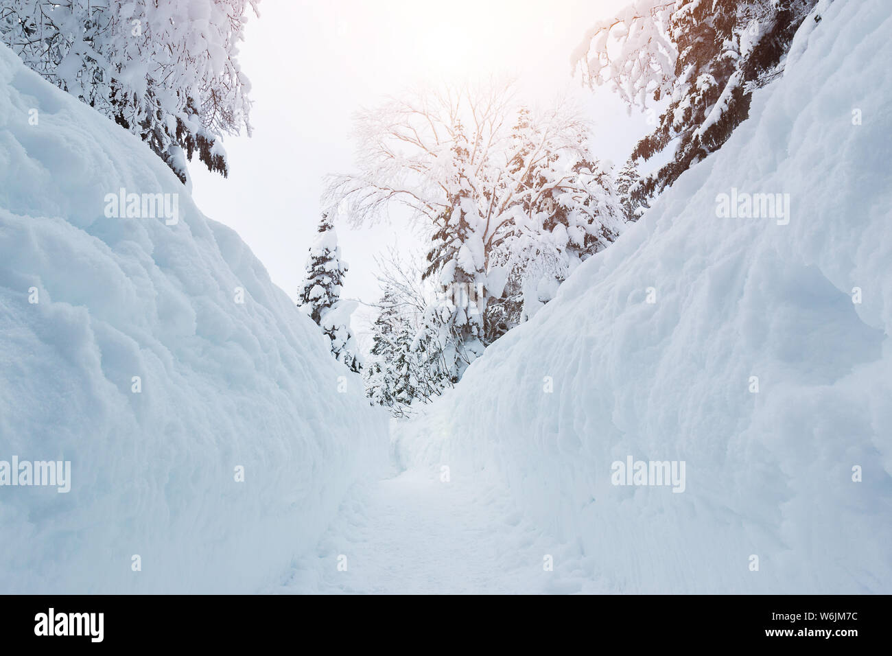 Beautiful snow wall and walkway with snow covered trees, wonderful ...