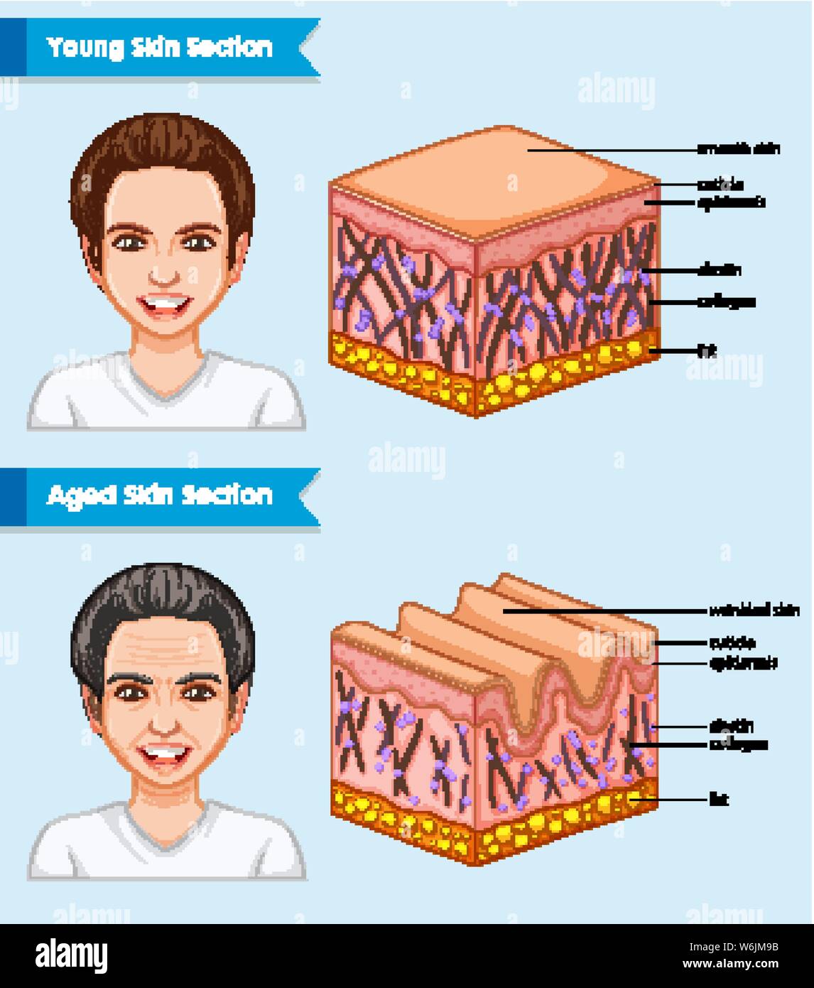 Scientific medical illustration of young and aged skin illustration ...